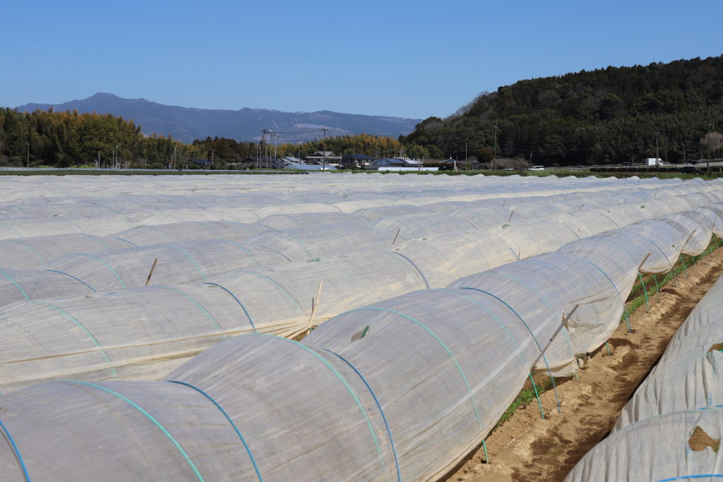 農業インフルエンサー宮本が、人参・唐芋農家「岩下農園」に行ってみた | ハーベストニュース